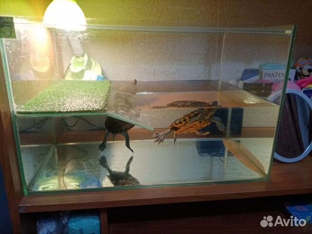Красноухая черепаха с аквариумом