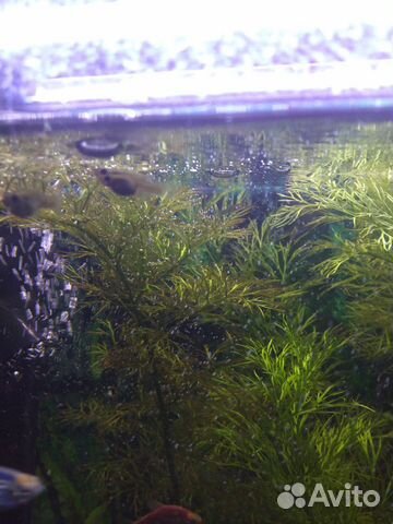 Аквариумные рыбки гуппи