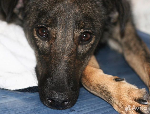 Собака Тая ждет семью