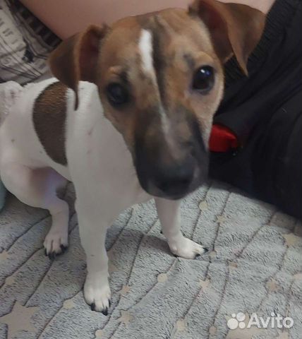 Джек Рассел терьер