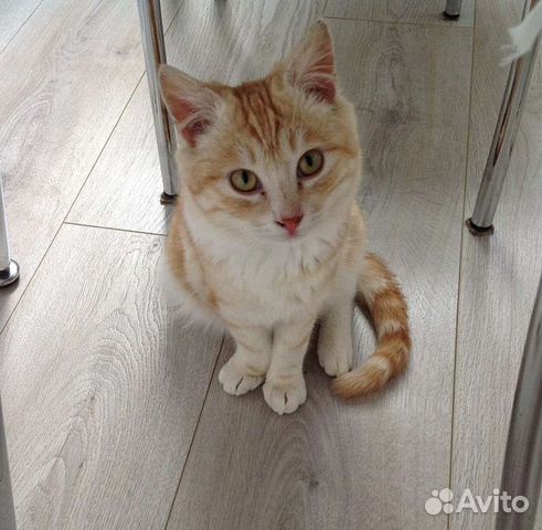 Котик Рыжик в добрые руки