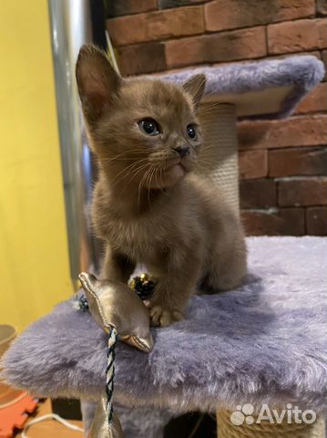 Бурманская