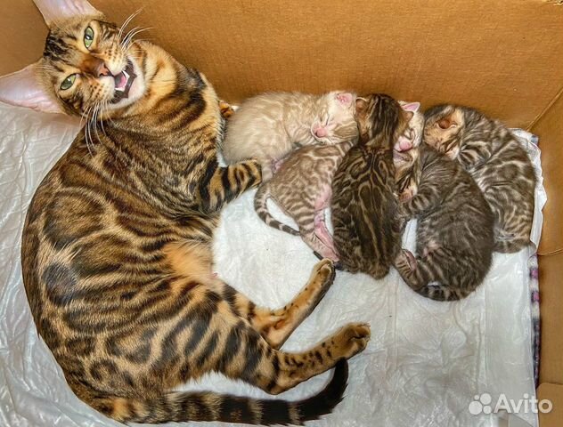 Бенгальские котята с документами