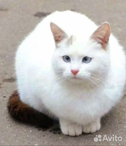 Кошка Снежа