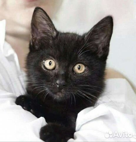 Котёнок всемогущий Бэтмен