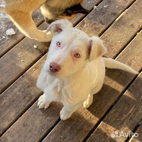 Щенок с голубыми глазами в дар