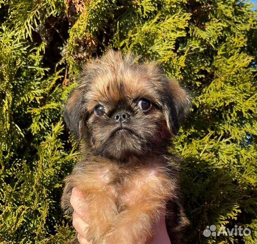 Щенки брюссельского гриффона