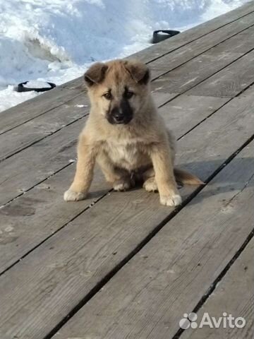 Красивый щеночек в надёжные руки