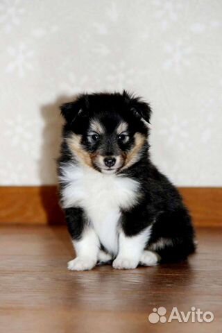 Щенки шелти