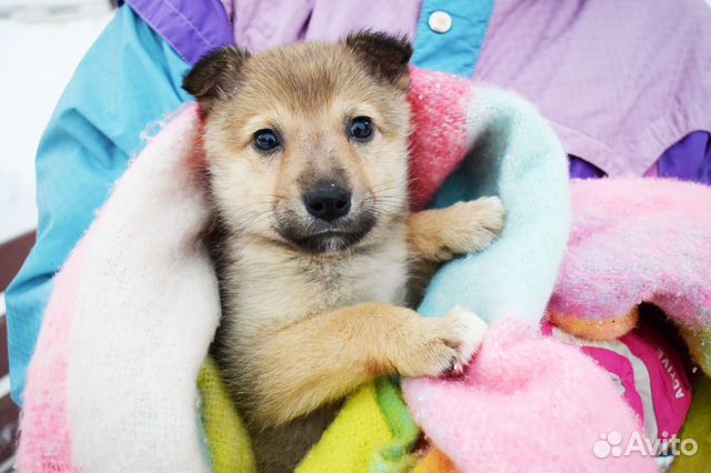 Щенок девочка Юки 2 мес