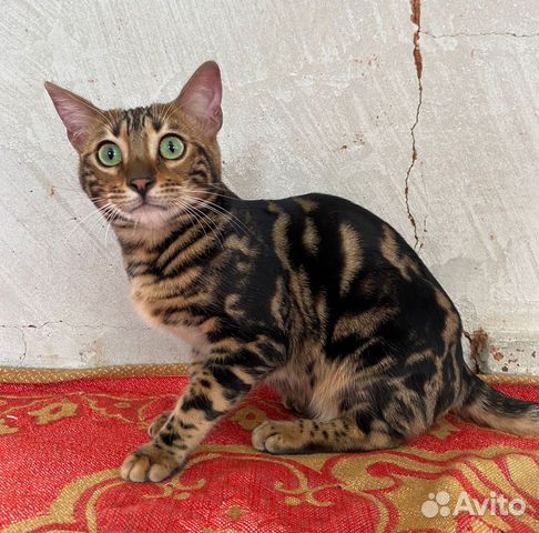 Бенгальская кошечка 8 мес