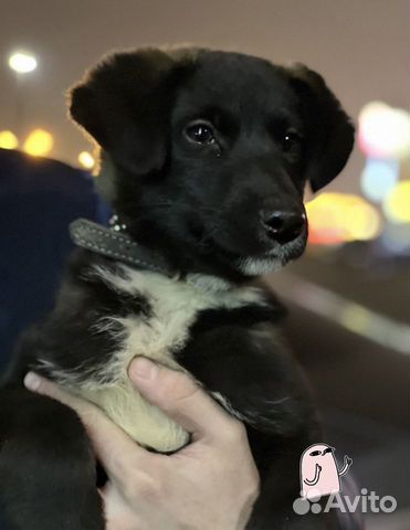 Щенок Шоколадка в добрые руки