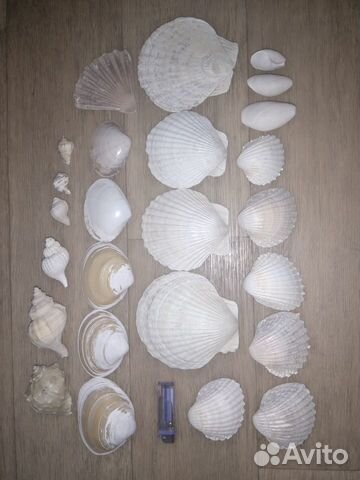 Ракушки океанские
