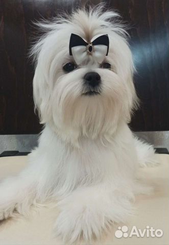 Мини девочка породы мальтезе