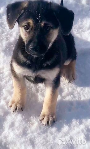 Бадди в приюте. Заберите малыша домой