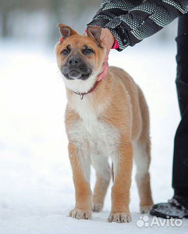 Щенок Честер в приюте