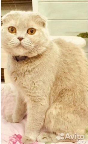 Шотландская вислоухая