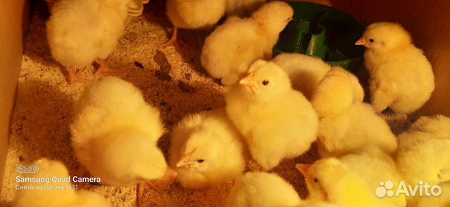 Цыплята бройлеры кобб 500