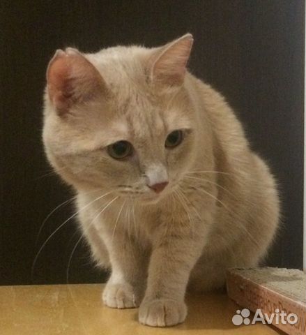 Рыжий Кот ищет дом