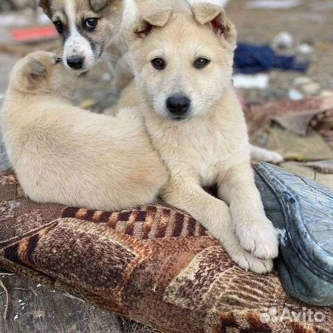 Маленькие пупсики в добрые ручки