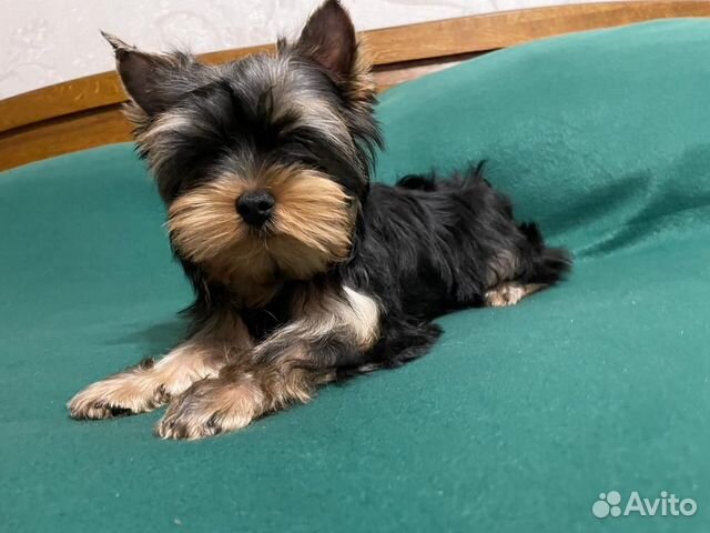 Йоркширский терьер- Стандартный Мальчик