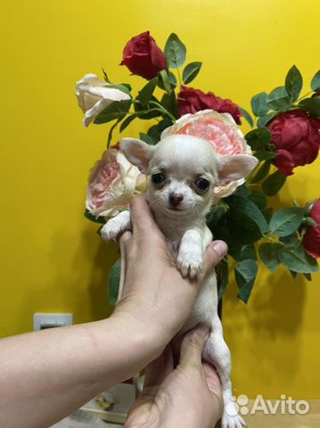 Чихуахуа девочка