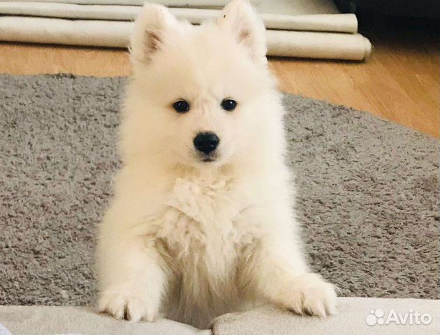 Самоедская лайка щенки