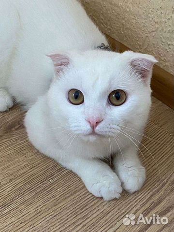 Вислоухий белый кот