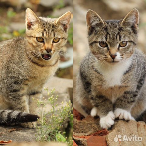 Два котика ищут дом, иначе погибнут на улице