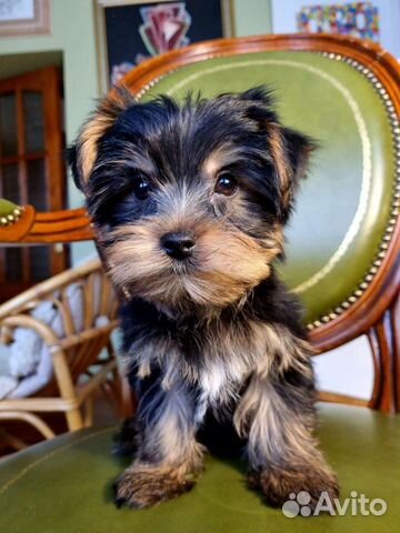 Йоркширский терьер щенки стандарт мальчик