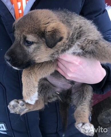 Ваш будущий охранник