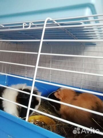 Морская свинка