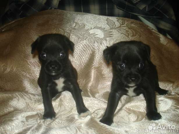 Чишки щенко