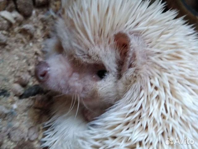 Африканский ежик карликовый декоративный
