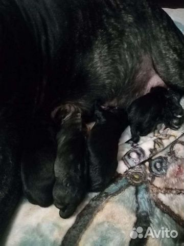 Домашние животные собаки