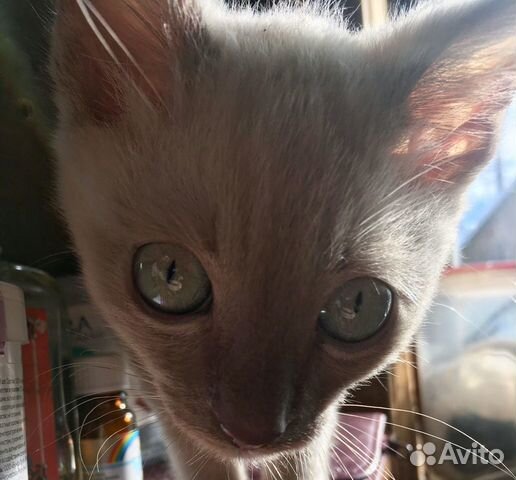 Котята тонк/тай