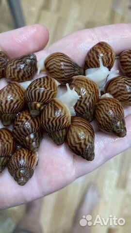 Ахатина тигр альбино