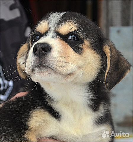 Щеночки ищут дом 3 мес