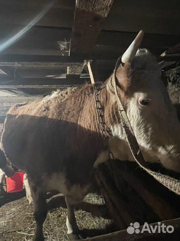 Продаю корову с теленком