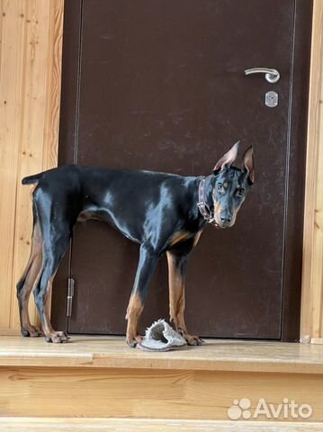 Щенки добермана