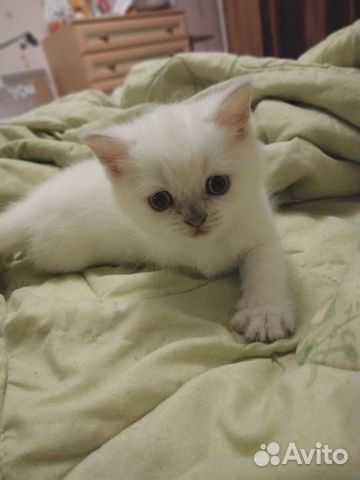 Котенок британец белый