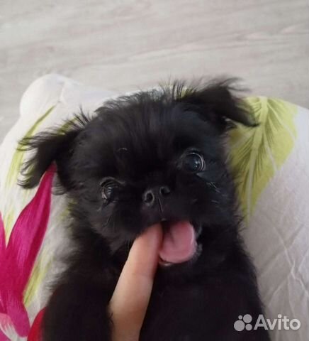 Бельгийский гриффон девочка