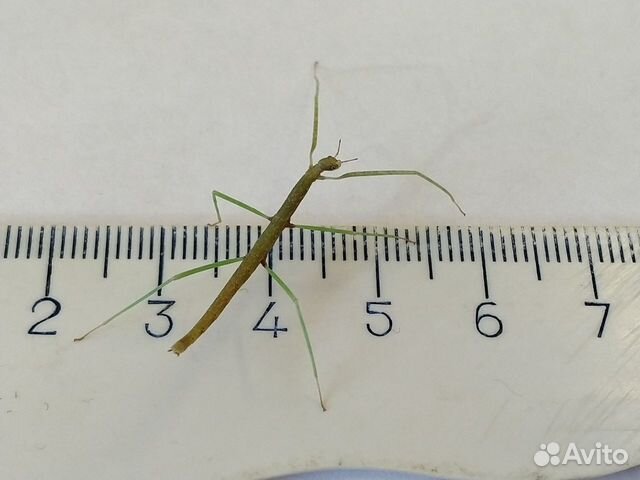 Палочники анамские