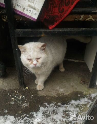 Британец.помогите найти дом