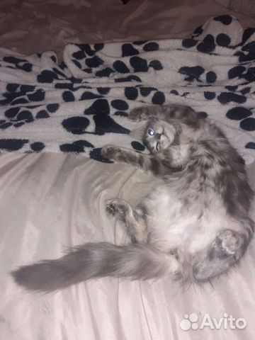 Кошки