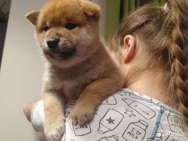 Щенки мадьчишки сиба ину