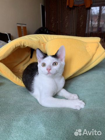 Котенок Гермиона