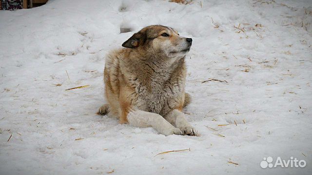 Собака лайка сибирская 3 года стерилизована