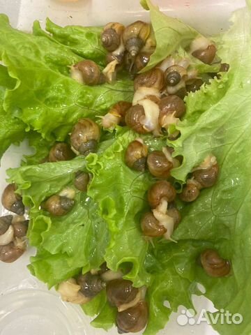 Улитки ахатины маленькие