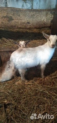 Козлик и три козочки